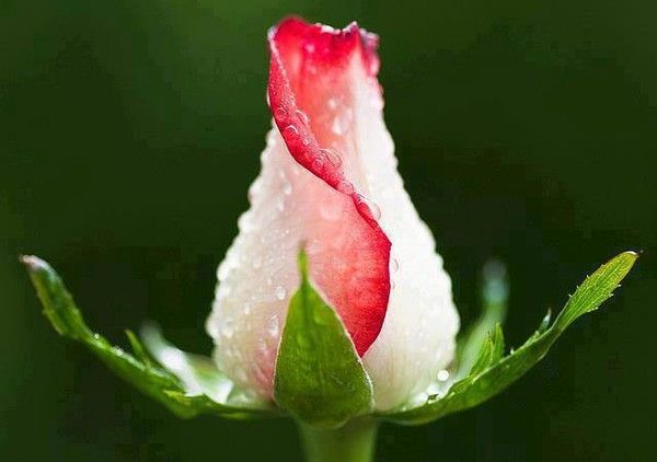 UN BOUTON DE ROSE C'EST UNE PERFECTION UN BOUTON DE ROSE C'EST UNE PERFECTION