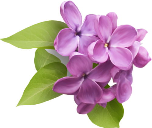 Tube Lilas